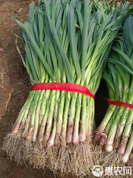 红蒜苗图片怎么拍_红蒜苗和青蒜苗区别-第1张图片-山城妙识