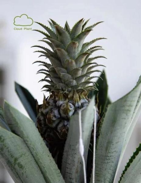 菠萝在爱情里代表什么_送菠萝有什么寓意-第2张图片-山城妙识