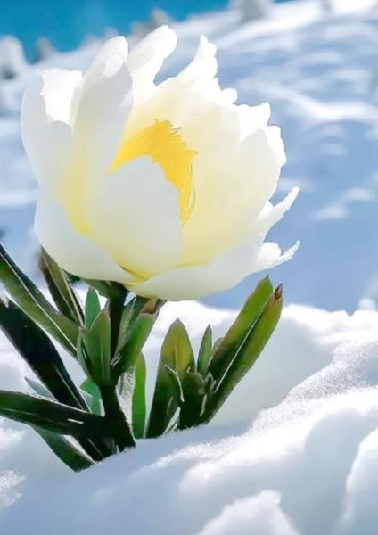 雪莲图片大全大图_雪莲长什么样-第3张图片-山城妙识