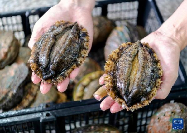 超大大鲍鱼怎么吃_超大大鲍鱼怎么做好吃-第1张图片-山城妙识