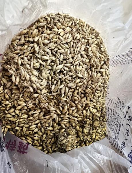 炒麦芽回奶的正确用量_炒麦芽回奶多久见效-第2张图片-山城妙识