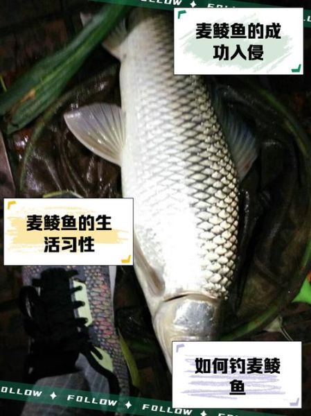 麦鲮鱼多少钱一斤_麦鲮鱼价格行情-第1张图片-山城妙识