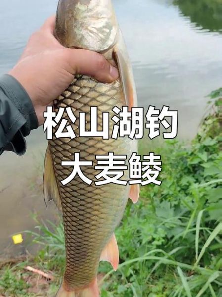 麦鲮鱼多少钱一斤_麦鲮鱼价格行情-第3张图片-山城妙识