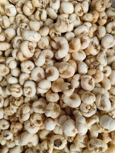 川贝母的功效与作用_川贝母怎么服用止咳-第1张图片-山城妙识