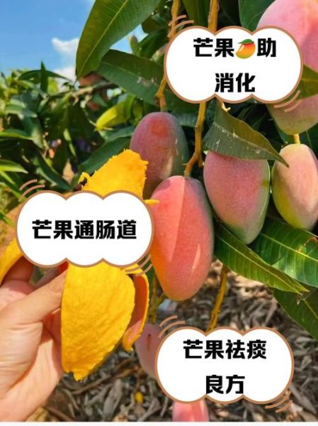 男人吃芒果可以壮阳吗_芒果壮阳是真的吗-第1张图片-山城妙识 男人吃芒果可以壮阳吗_芒果壮阳是真的吗-第1张图片-山城妙识