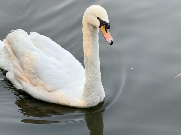 鹅图片怎么拍好看_鹅图片高清素材哪里找-第2张图片-山城妙识