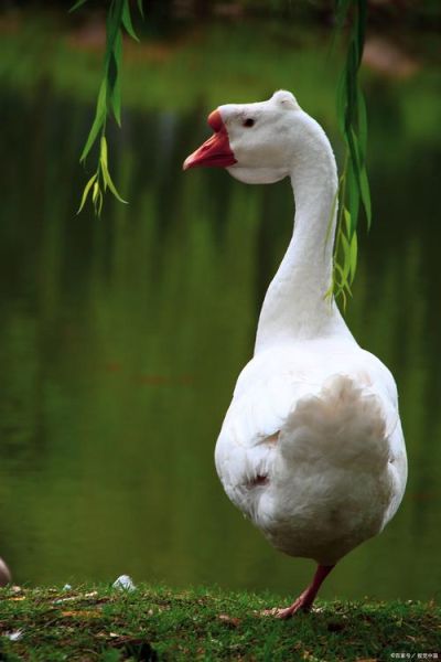 鹅图片怎么拍好看_鹅图片高清素材哪里找-第3张图片-山城妙识
