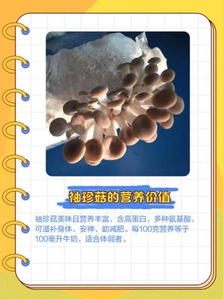 袖珍菇的功效与作用_袖珍菇怎么吃最营养-第1张图片-山城妙识