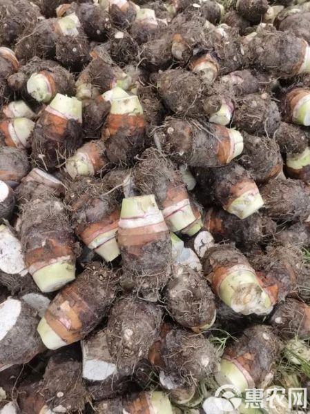 香芋图片大全大图_香芋高清壁纸怎么找-第2张图片-山城妙识