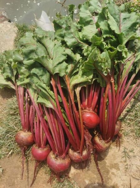 红菜头的功效与作用有哪些_红菜头禁忌人群-第3张图片-山城妙识