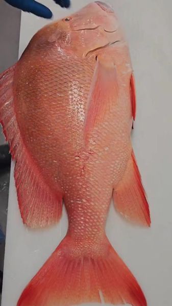 红烧红鲷鱼怎么做_红烧红鲷鱼的家常做法-第3张图片-山城妙识