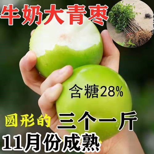 青枣是什么季节的水果_青枣几月份成熟-第3张图片-山城妙识