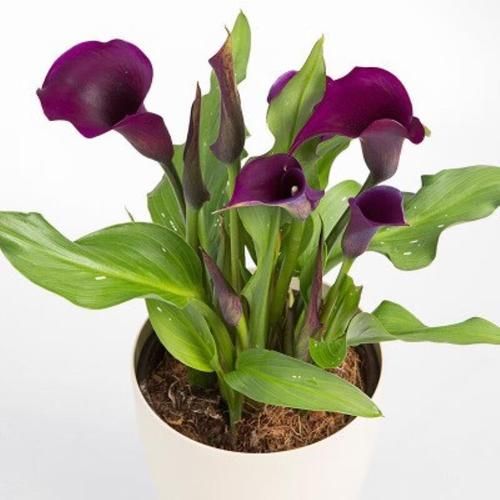 马蹄莲怎么吃_马蹄莲食用方法-第1张图片-山城妙识