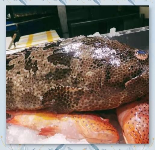 老虎斑鱼多少钱一斤_老虎斑鱼价格为什么差别大-第2张图片-山城妙识