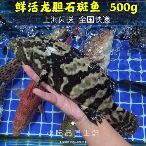 老虎斑鱼多少钱一斤_老虎斑鱼价格为什么差别大-第3张图片-山城妙识