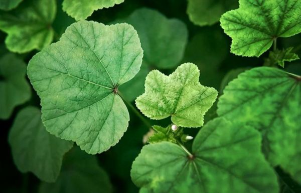 葵菜图片_如何辨别新鲜葵菜-第3张图片-山城妙识 葵菜图片_如何辨别新鲜葵菜-第3张图片-山城妙识