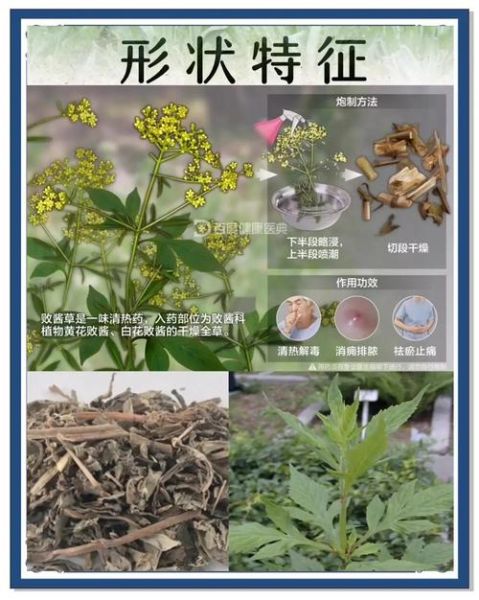 败酱草长什么样_败酱草和蒲公英区别-第2张图片-山城妙识