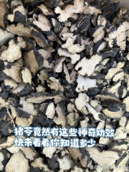 猪苓的功效与作用_猪苓能长期吃吗-第3张图片-山城妙识