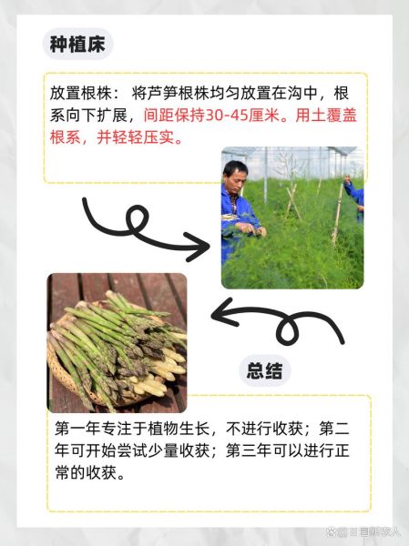 芦笋什么时候种_芦笋种植方法步骤-第2张图片-山城妙识 芦笋什么时候种_芦笋种植方法步骤-第2张图片-山城妙识