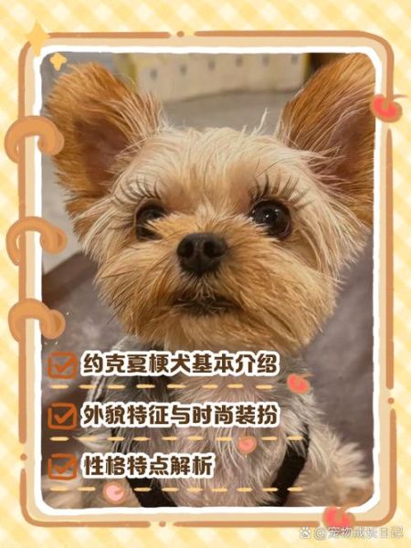 约克夏智商排名_约克夏聪明到什么程度-第1张图片-山城妙识