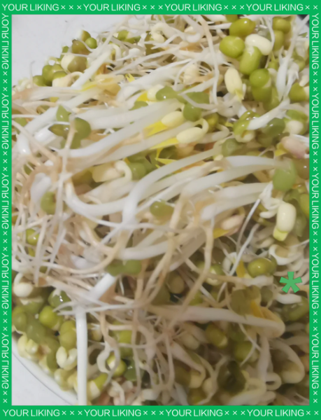 绿豆芽怎么不长根_生绿豆芽不长根的窍门-第1张图片-山城妙识