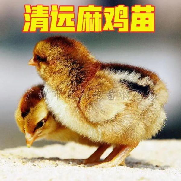 麻鸡苗价格多少钱一只_麻鸡苗养殖技术要点-第2张图片-山城妙识