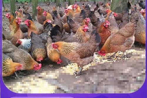 麻鸡苗价格多少钱一只_麻鸡苗养殖技术要点-第1张图片-山城妙识