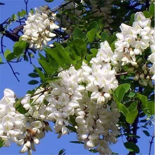 香花槐树图片大全_如何识别香花槐与刺槐-第3张图片-山城妙识