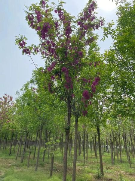 香花槐树图片大全_如何识别香花槐与刺槐-第1张图片-山城妙识