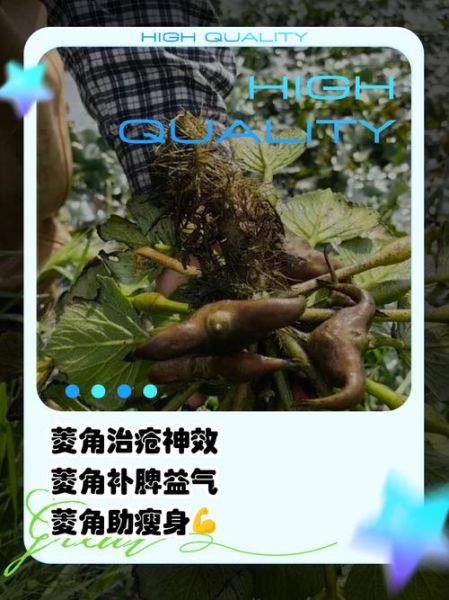 菱角的功效与作用_菱角的禁忌有哪些-第1张图片-山城妙识