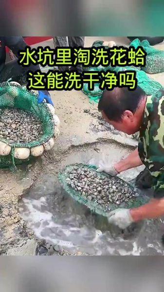 花蛤需要把屎挤了吗_花蛤怎么清洗才干净-第1张图片-山城妙识 花蛤需要把屎挤了吗_花蛤怎么清洗才干净-第1张图片-山城妙识