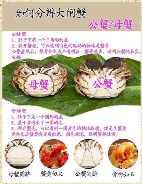 大闸蟹吃公蟹还是母蟹_公蟹母蟹哪个好吃-第1张图片-山城妙识 大闸蟹吃公蟹还是母蟹_公蟹母蟹哪个好吃-第1张图片-山城妙识
