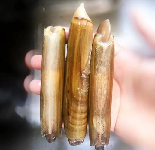 蛏子鼻子为什么不能吃_蛏子鼻子要不要扔掉-第2张图片-山城妙识