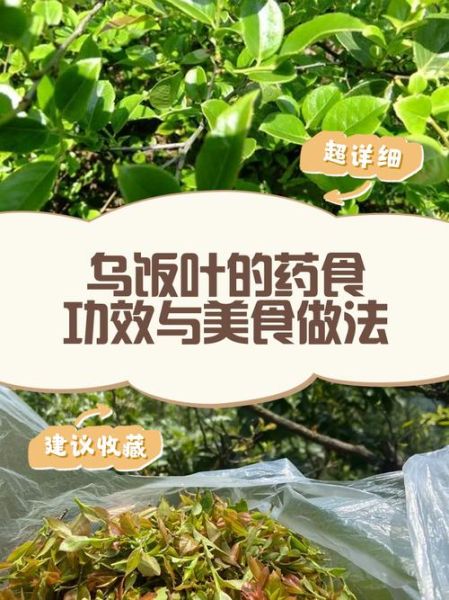 乌饭叶的功效与作用_乌饭叶怎么吃效果最好-第2张图片-山城妙识