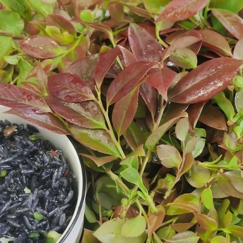 乌饭叶的功效与作用_乌饭叶怎么吃效果最好-第3张图片-山城妙识