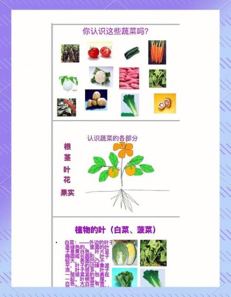 蔬菜大全图片卡通_如何教孩子认识蔬菜-第3张图片-山城妙识 蔬菜大全图片卡通_如何教孩子认识蔬菜-第3张图片-山城妙识