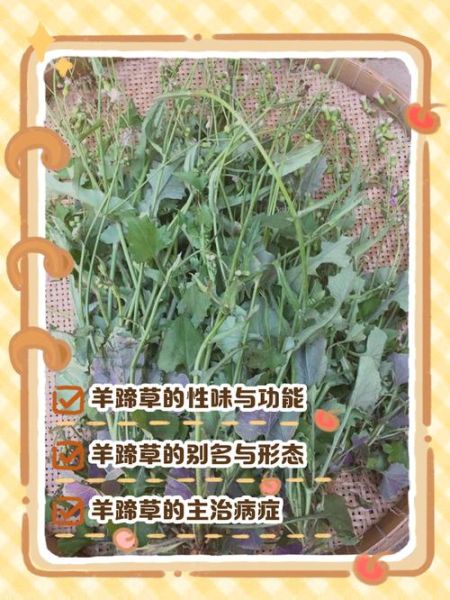 羊蹄子草的功效与作用_羊蹄子草怎么吃-第1张图片-山城妙识