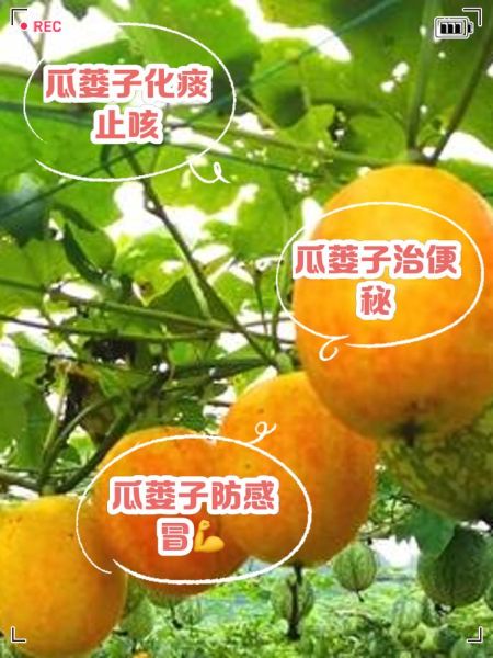 瓜蒌皮的功效与作用及禁忌_瓜蒌皮泡水喝的正确方法-第2张图片-山城妙识