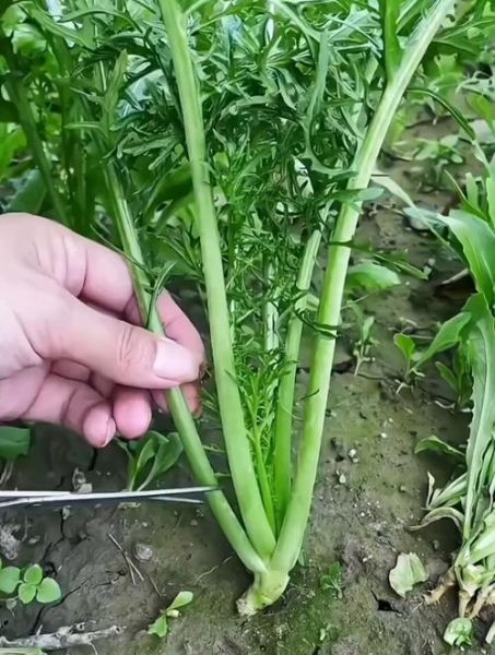 冬菜是什么菜_冬菜和雪里蕻的区别-第3张图片-山城妙识