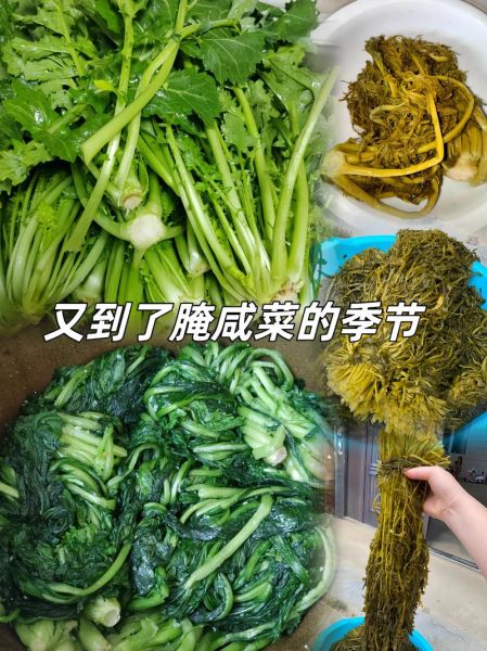 冬菜是什么菜_冬菜和雪里蕻的区别-第2张图片-山城妙识