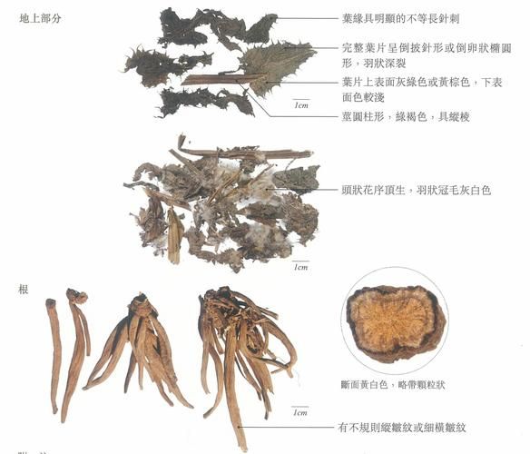 解肝毒最强的草药有哪些_怎么用效果最好-第3张图片-山城妙识 解肝毒最强的草药有哪些_怎么用效果最好-第3张图片-山城妙识