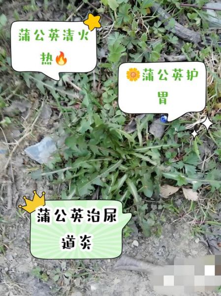 蒲公英的功效与作用有哪些_蒲公英能长期泡水喝吗-第1张图片-山城妙识