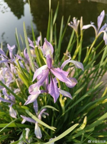 马兰花和阿土是谁_马兰花阿土真实身份揭秘-第3张图片-山城妙识 马兰花和阿土是谁_马兰花阿土真实身份揭秘-第3张图片-山城妙识