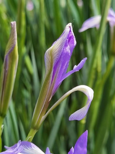 马兰花和阿土是谁_马兰花阿土真实身份揭秘-第2张图片-山城妙识 马兰花和阿土是谁_马兰花阿土真实身份揭秘-第2张图片-山城妙识