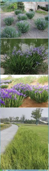 马兰花和阿土是谁_马兰花阿土真实身份揭秘-第1张图片-山城妙识 马兰花和阿土是谁_马兰花阿土真实身份揭秘-第1张图片-山城妙识