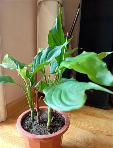 万年青盆栽怎么养_万年青盆栽多久浇一次水-第1张图片-山城妙识 万年青盆栽怎么养_万年青盆栽多久浇一次水-第1张图片-山城妙识