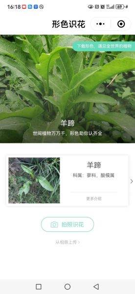 羊蹄菜长什么样_羊蹄菜和酸模区别-第1张图片-山城妙识