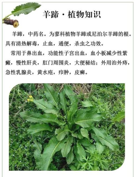 羊蹄菜长什么样_羊蹄菜和酸模区别-第2张图片-山城妙识