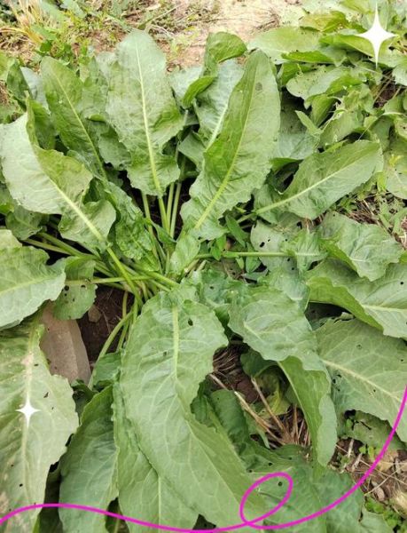 羊蹄菜长什么样_羊蹄菜和酸模区别-第3张图片-山城妙识