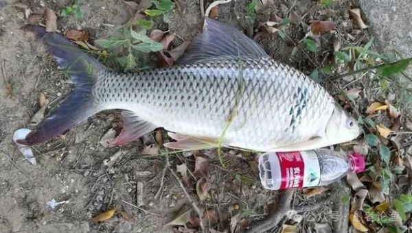 土鲮鱼最大能长多大_土鲮鱼一年能长多少斤-第3张图片-山城妙识